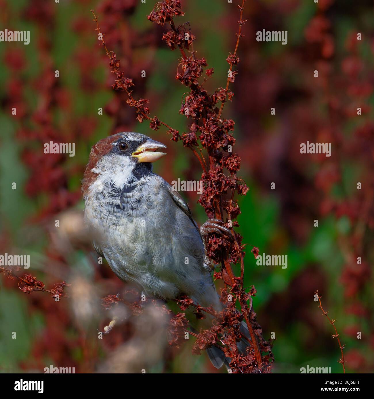 Lots of juvenile sparrows hi-res stock photography and images - Alamy