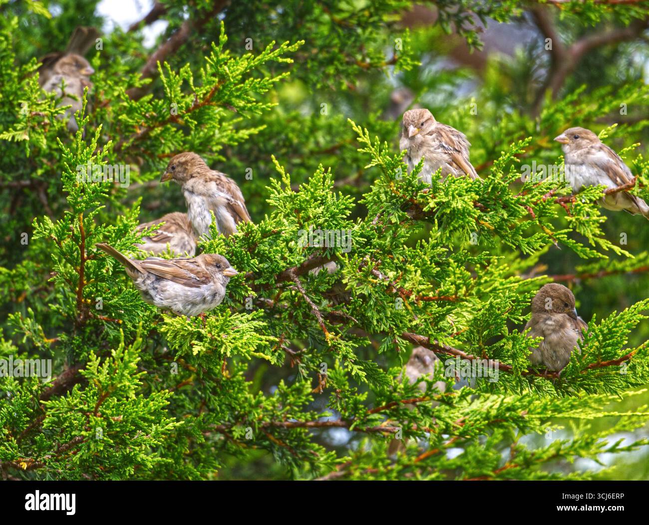 Group of sparrows on tree hi-res stock photography and images - Alamy