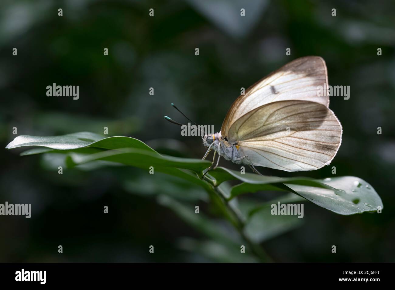 Ascia, a genus of butterflies in the family Pieridae. It's represented ...