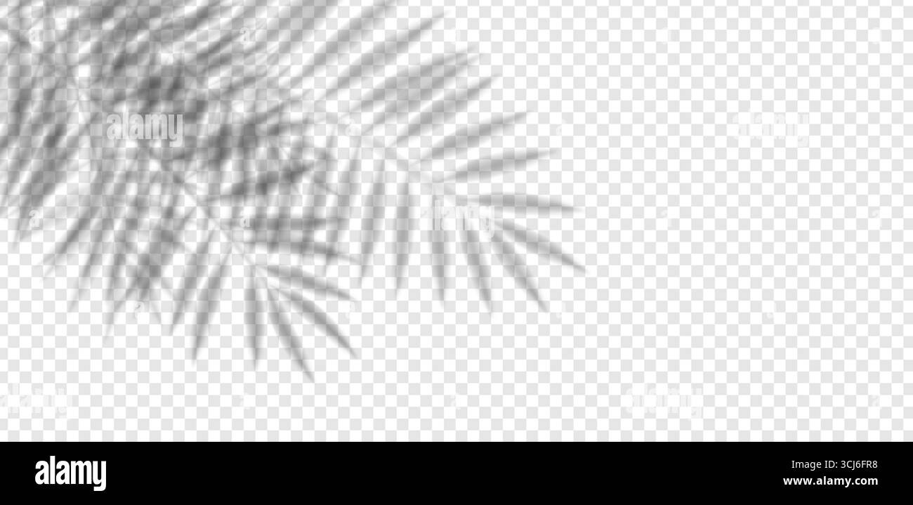 Palm and bamboo leaf shadows with transparent overlay effect. Realistic ...