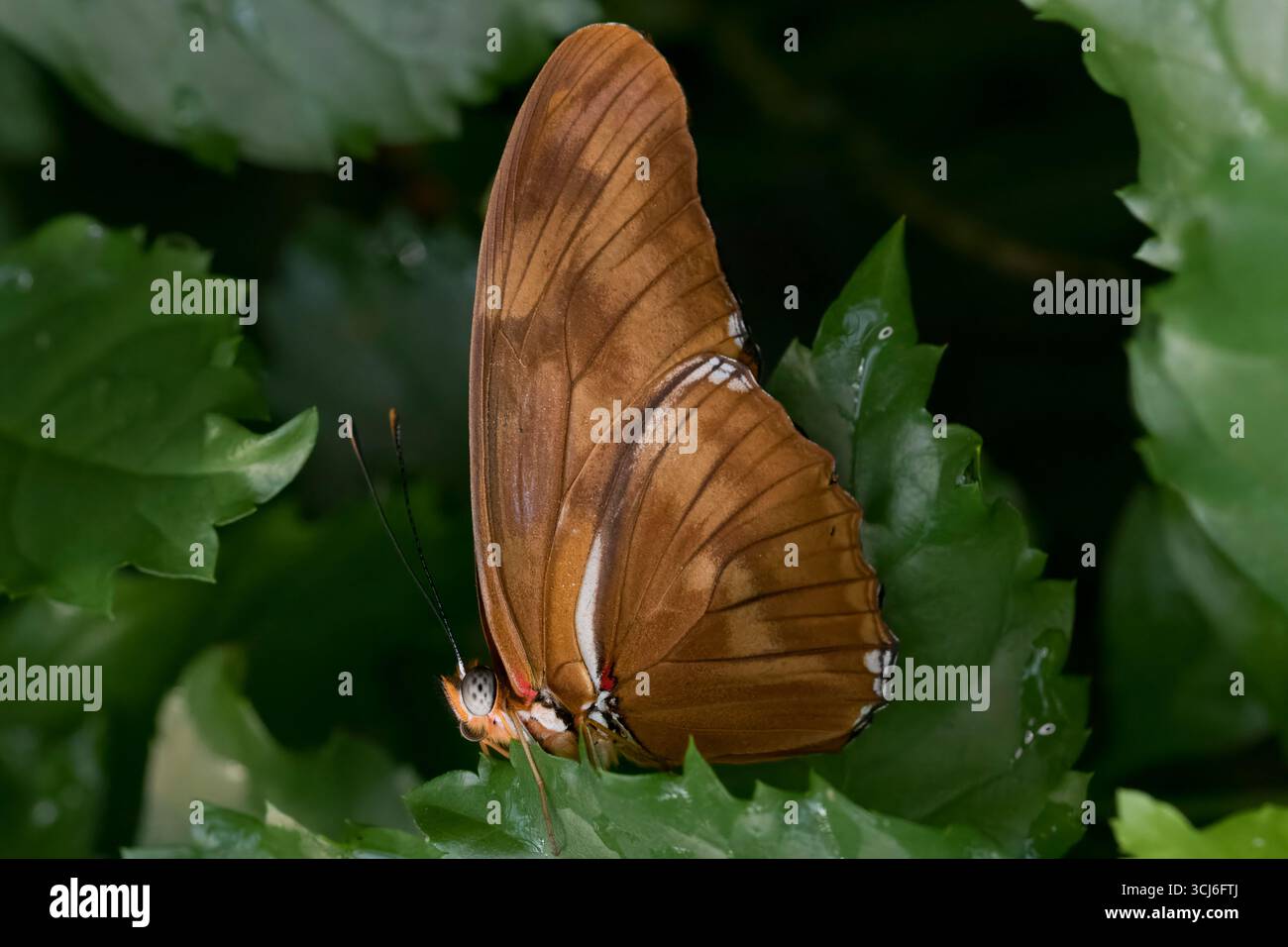 Dryas iulia (often incorrectly spelled julia) of the genus Dryas ...