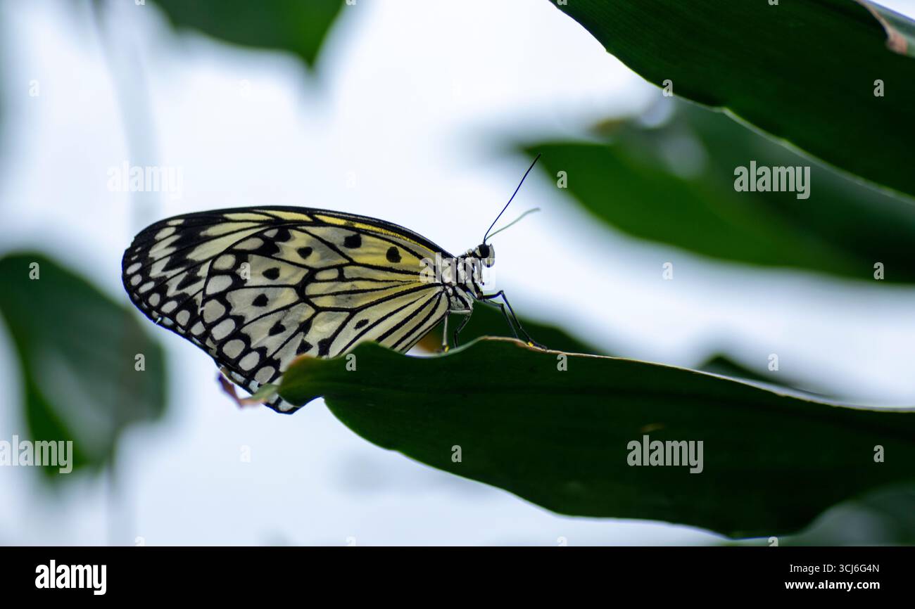 Idea leuconoe, also known as the Paper Kite butterfly, Rice Paper ...