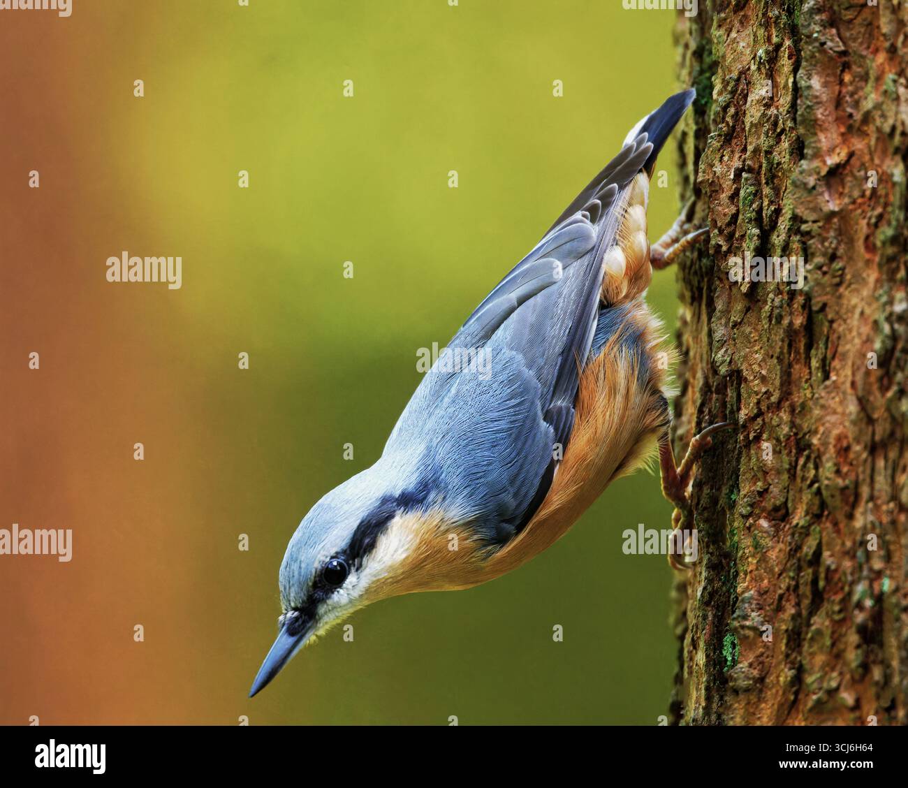 Fir tree bark with nuthatch hi-res stock photography and images - Alamy