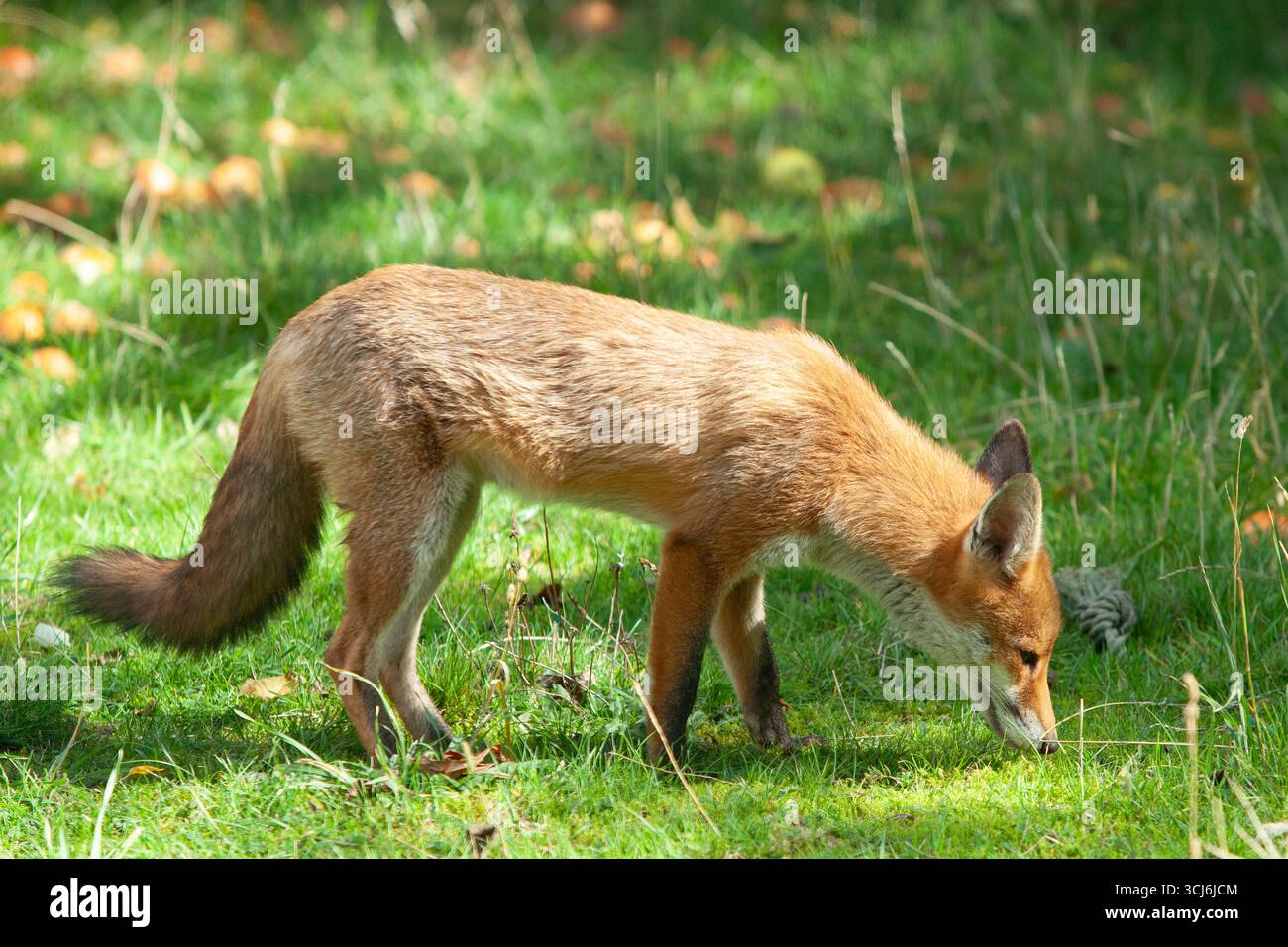 UK weather, 5 September 2025: in the autumnal sunshine of a garden in ...