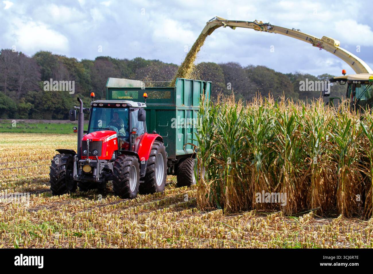 Holmeswood, UK. 05 Sep 2025.Warm summer with perfect conditions for ...