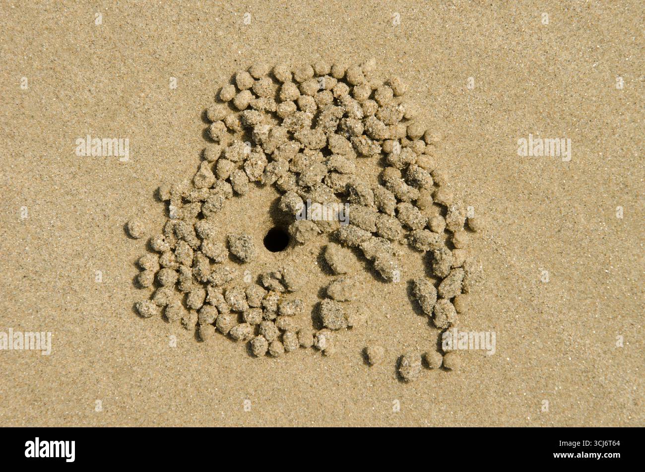 Burrow and sand balls of pallid ghost crab Ocypode pallidula. My Khe ...
