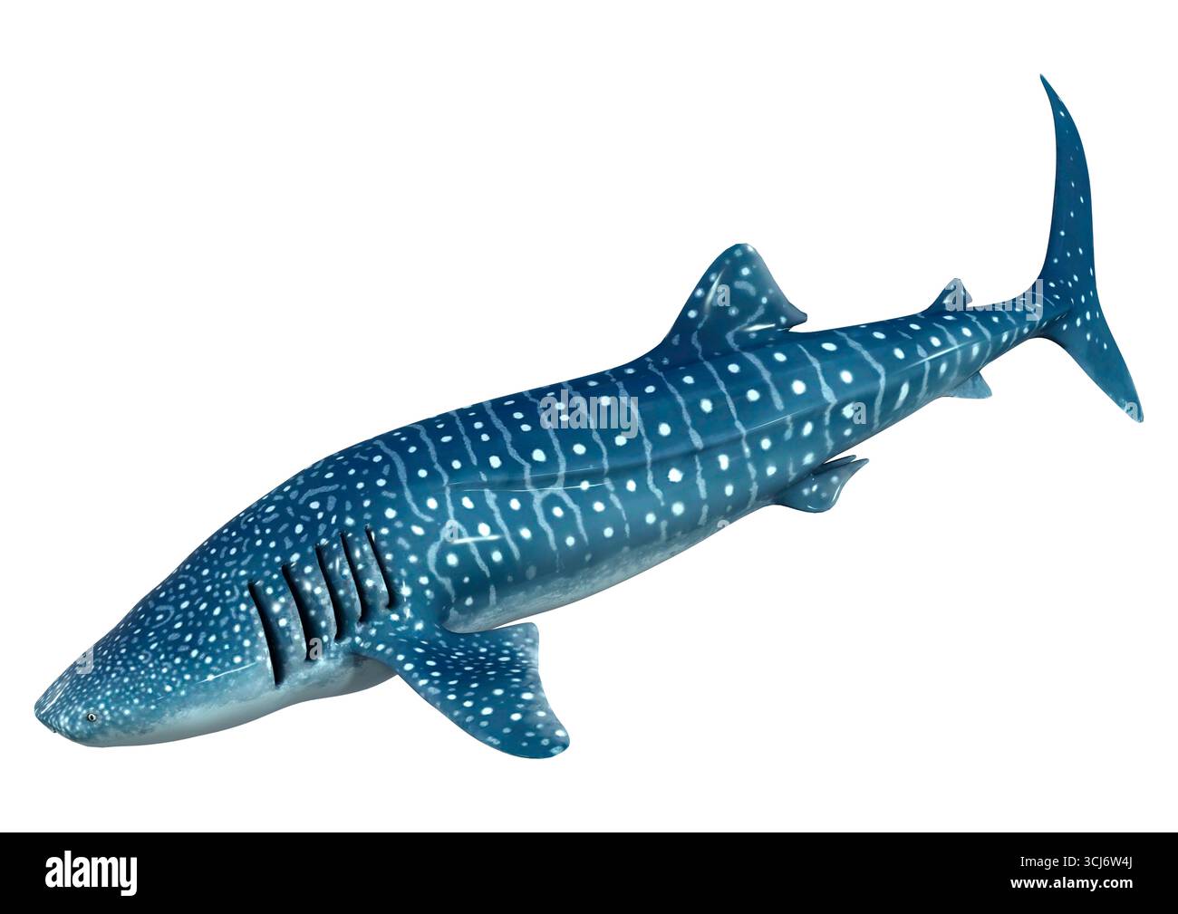3D rendering of a whale shark or Rhincodon typus,the largest extant ...
