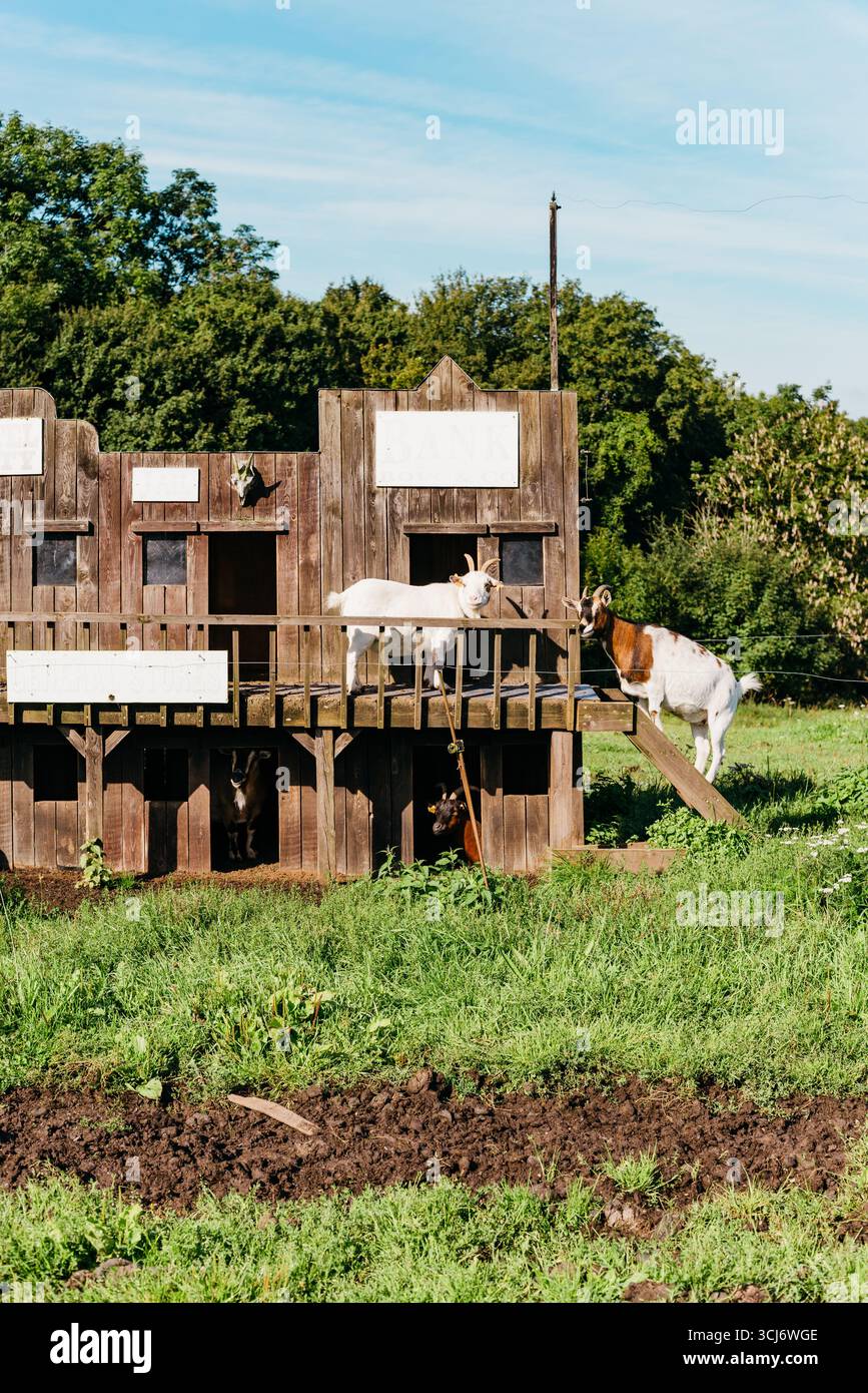 A goat shed designed to look like it is from the American 'Wild West ...