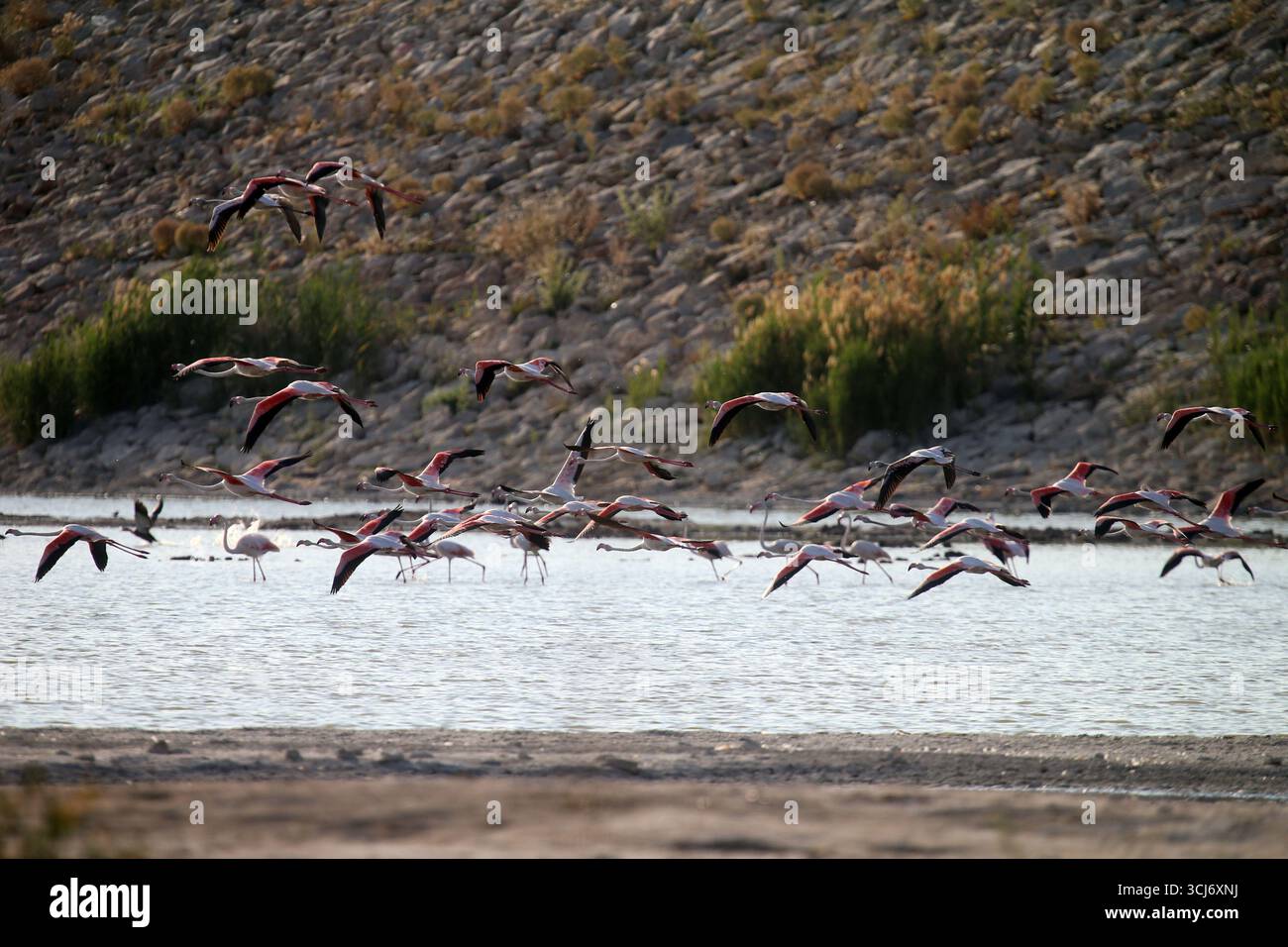 (250905) -- ANKARA, Sept. 5, 2025 (Xinhua) -- Flamingos are seen over Lake Mogan in Ankara, T ...