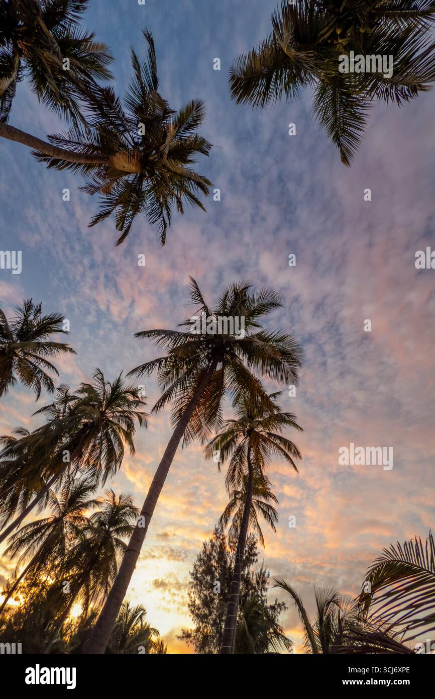 Beautiful sunset beach trees hi-res stock photography and images - Alamy