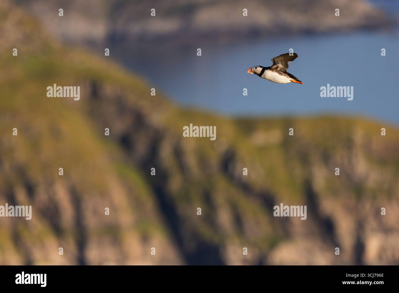 Flying puffin over coastal cliffs in soft golden light Stock Photo - Alamy