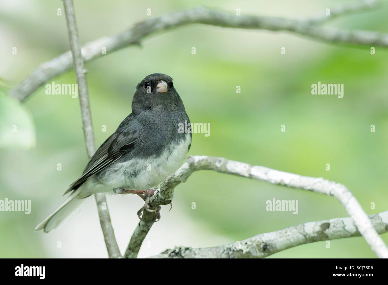 Dark-eyed Junco, Salt Marsh Trial, Halifax, Nova Scotia, Canada, 29 ...