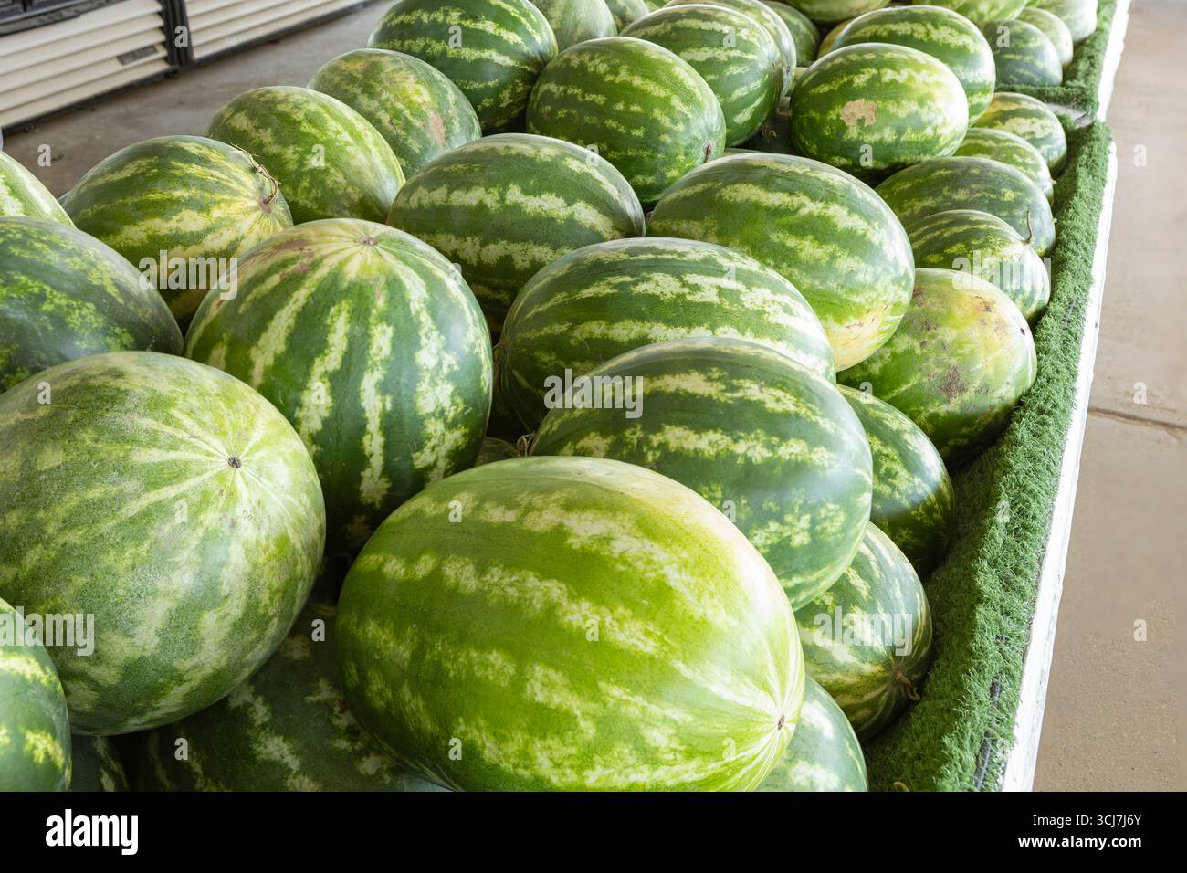 Farm fresh watermelons Stock Photo - Alamy