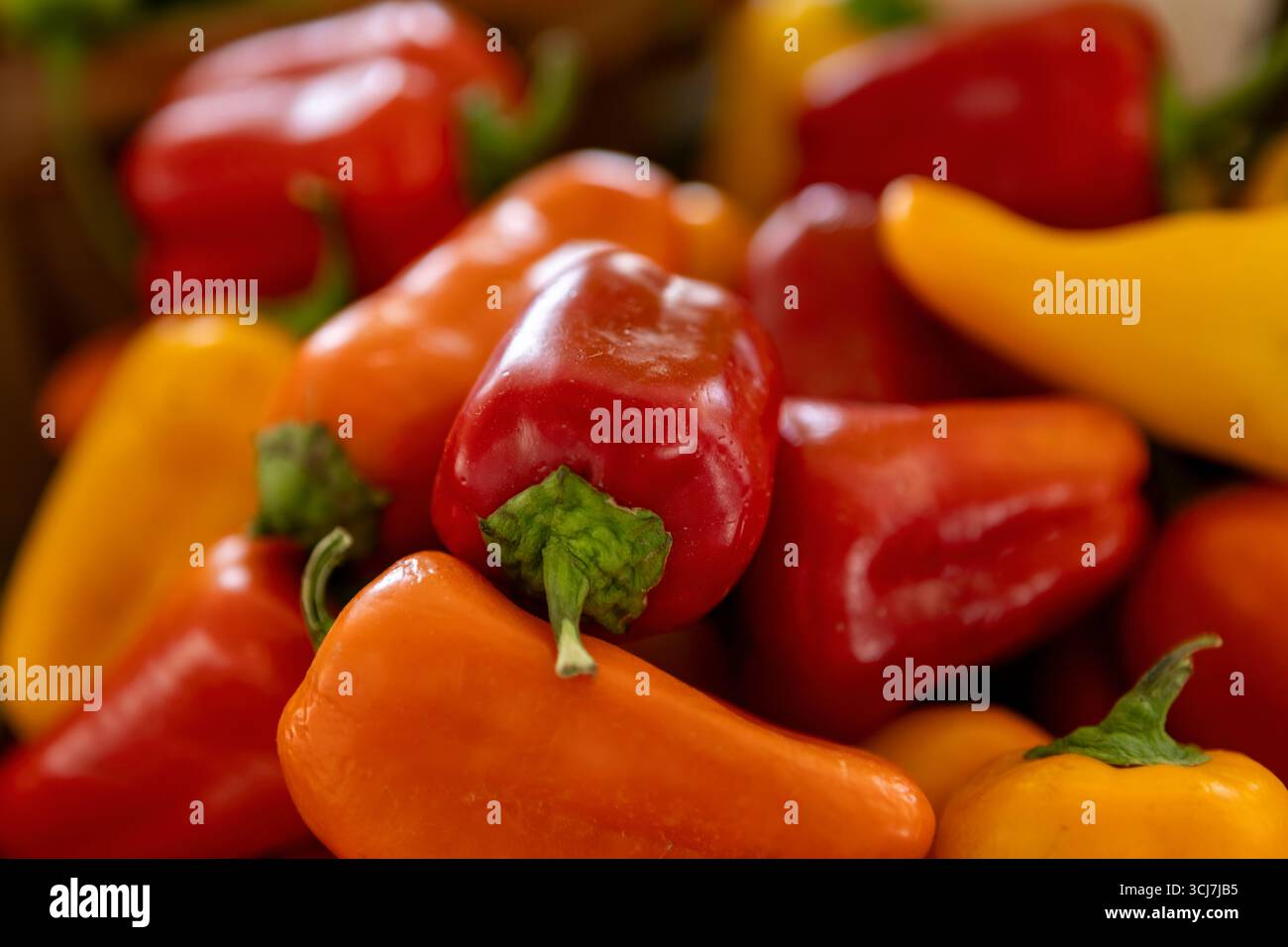 Picking bell peppers garden hi-res stock photography and images - Alamy