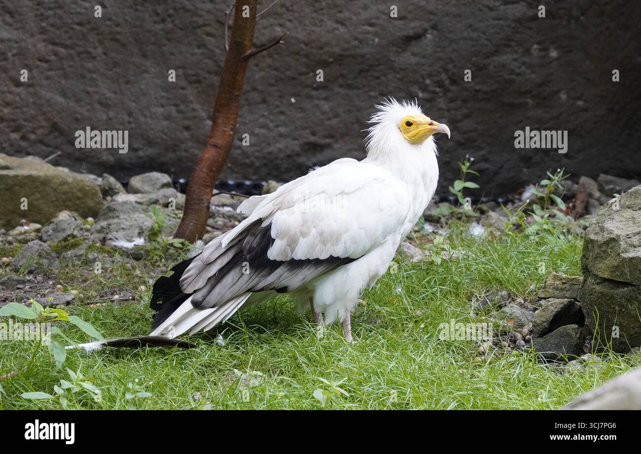 An Egyptian vulture (Neophron percnopterus), aka white scavenger ...