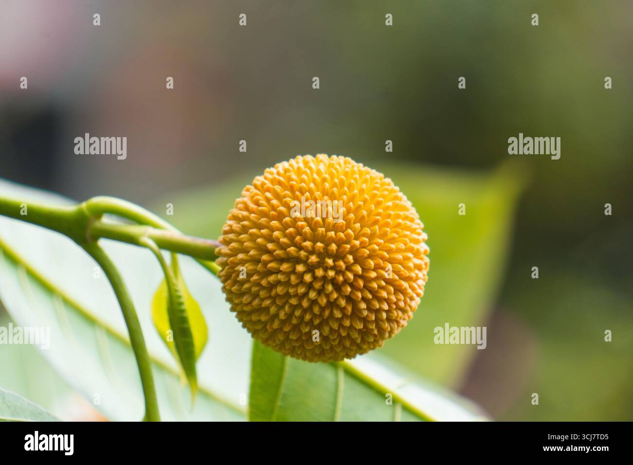 Kadamba : Discover the nutritious fruit and sacred leaf of the Kadamba ...