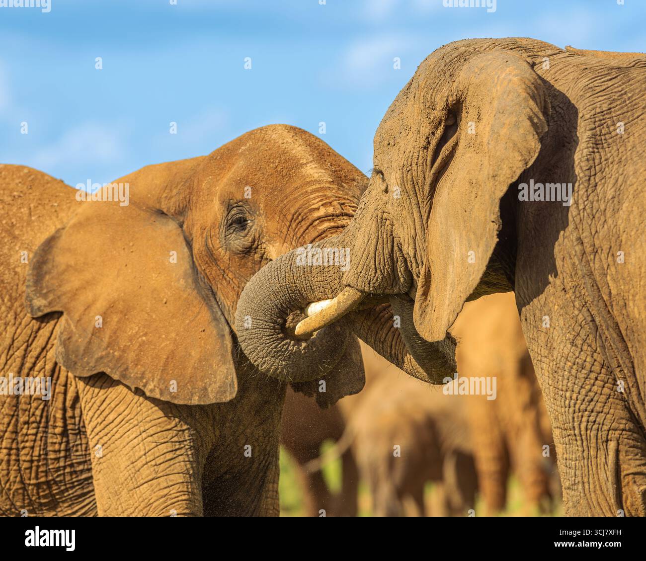 Elephants touching each other gently hi-res stock photography and ...