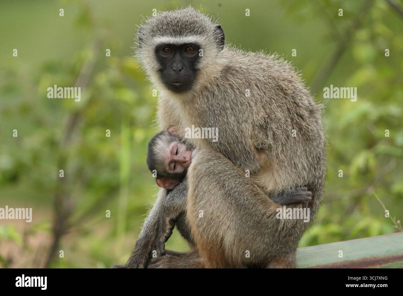 Image of african monkey hi-res stock photography and images - Alamy