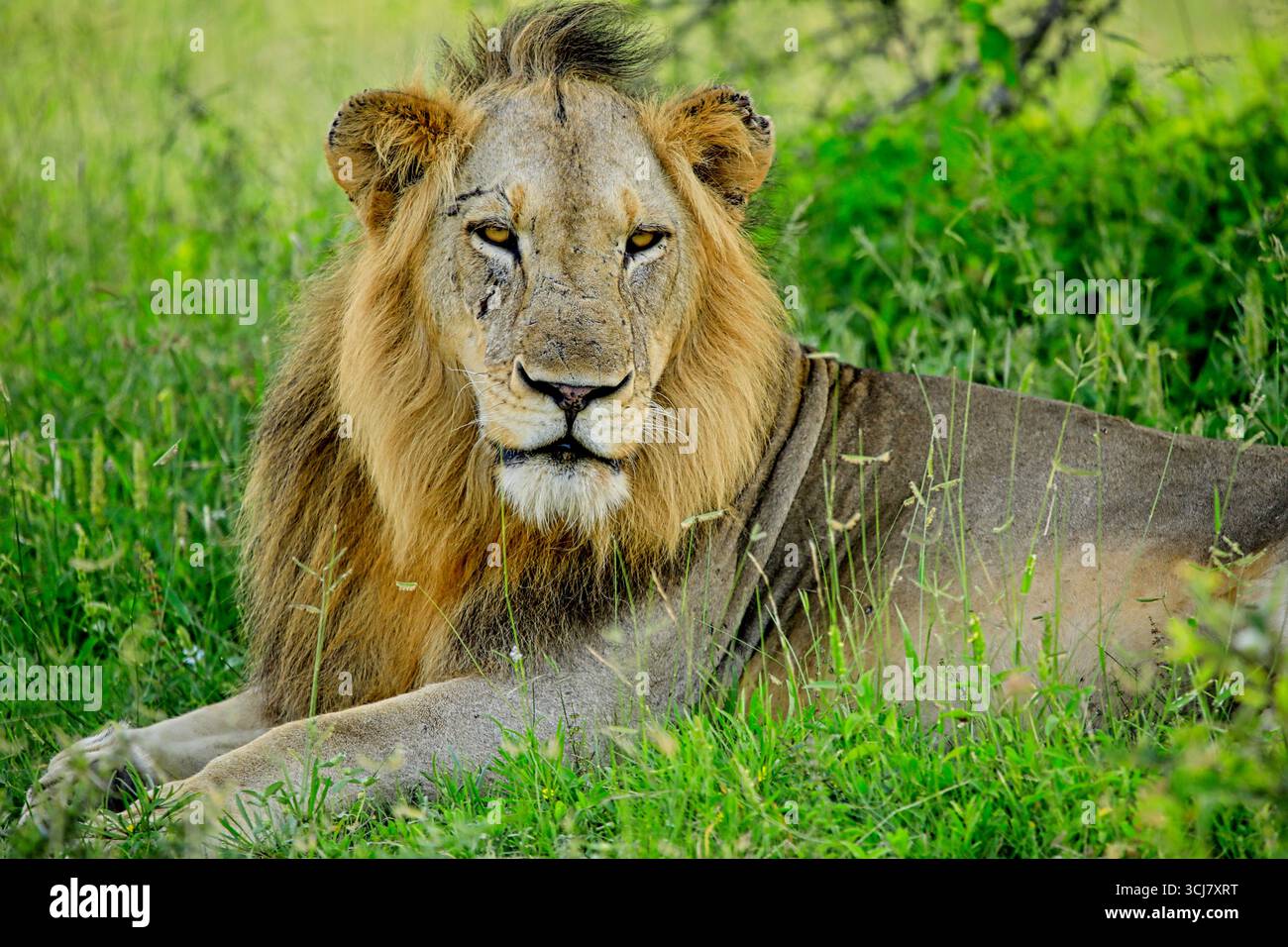 Lion picture big male hi-res stock photography and images - Alamy