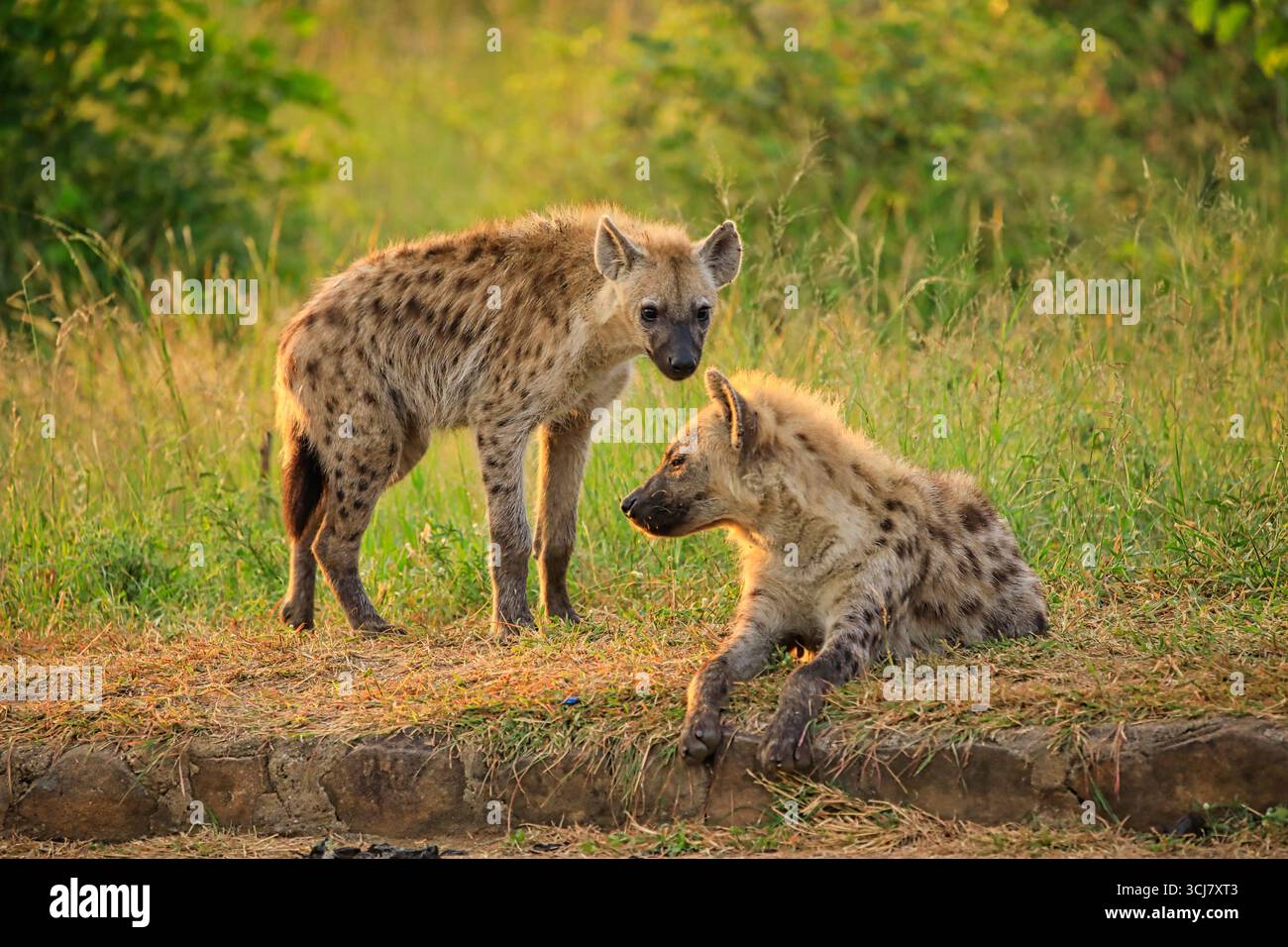 Hyenas south africa wildlife hi-res stock photography and images - Alamy