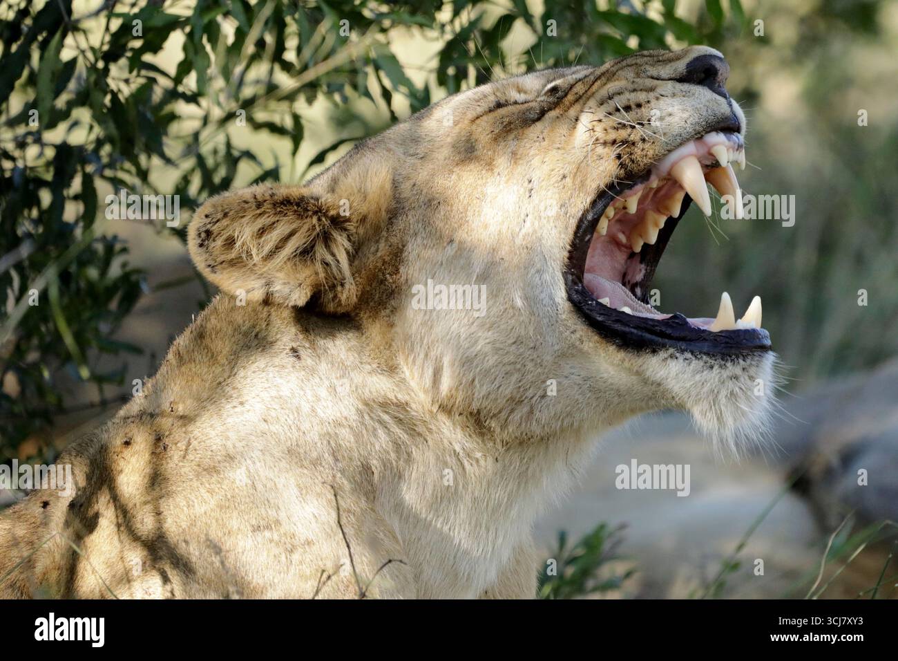 Picture big cat brown hi-res stock photography and images - Alamy
