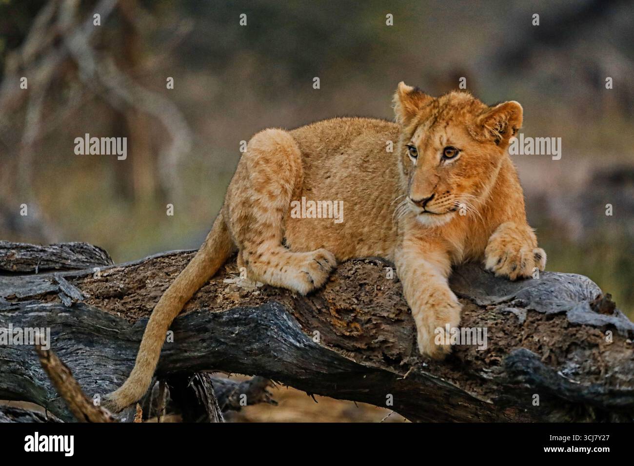 Young lion cub kruger hi-res stock photography and images - Alamy