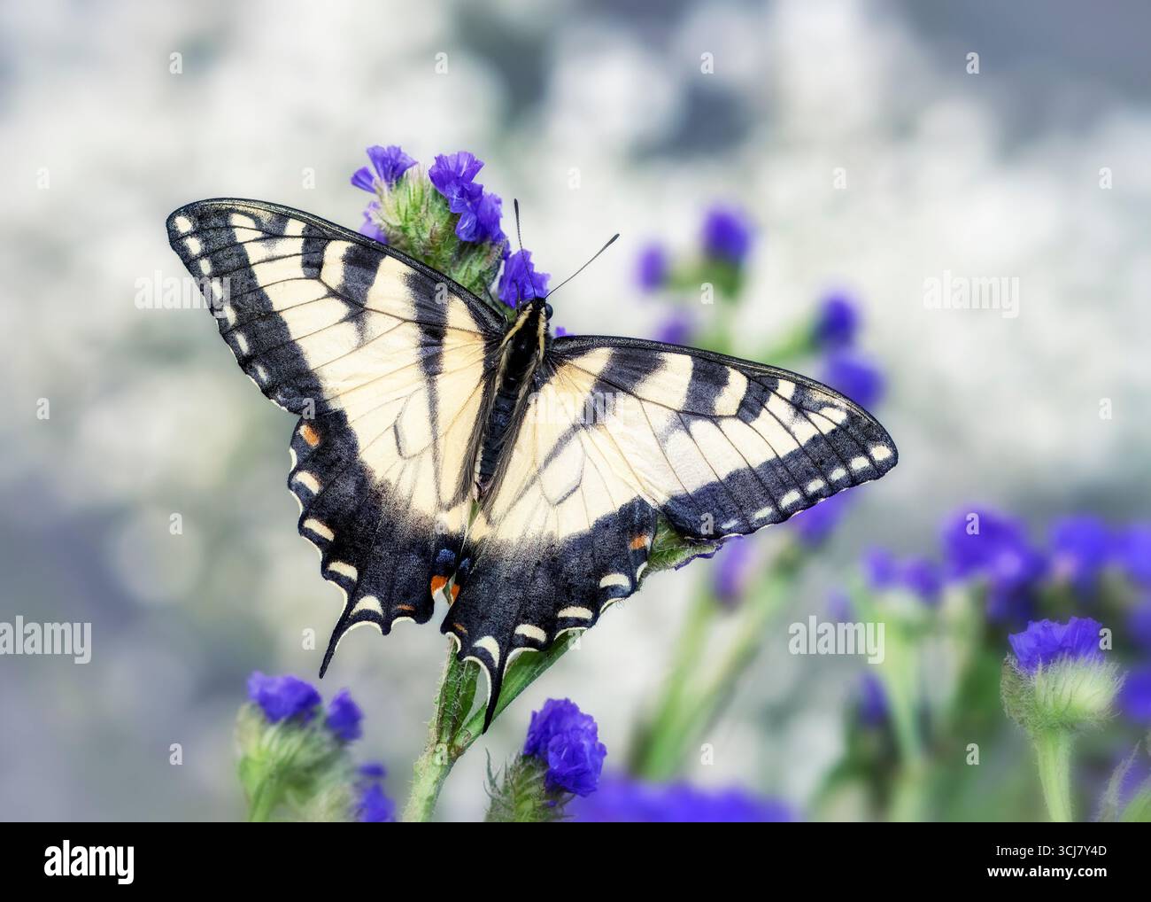Macro of an eastern tiger swallowtail (Papilio glaucus) butterfly ...
