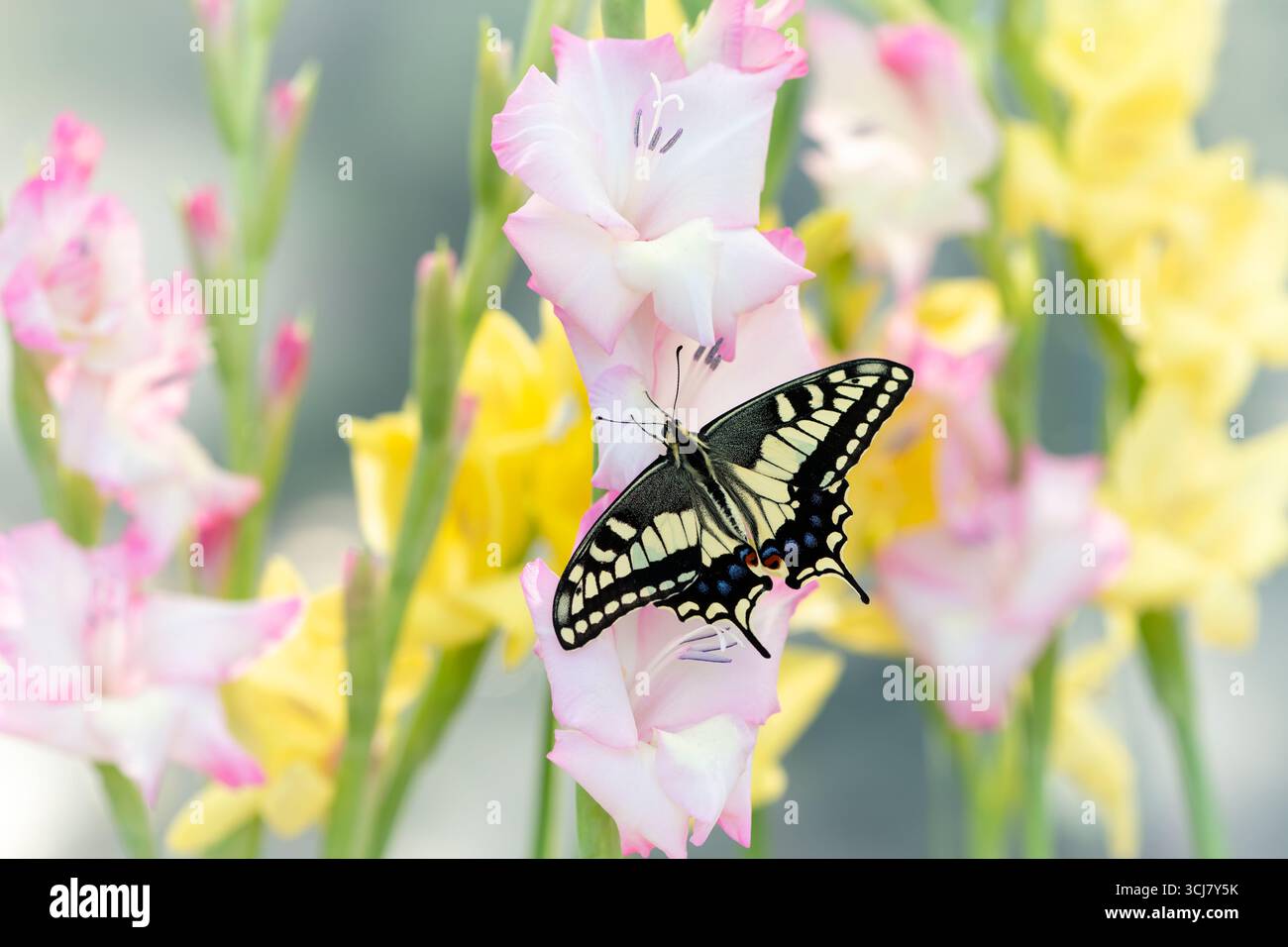 Macro of an Oregon swallowtail (papilio machaon oregonius) butterfly ...