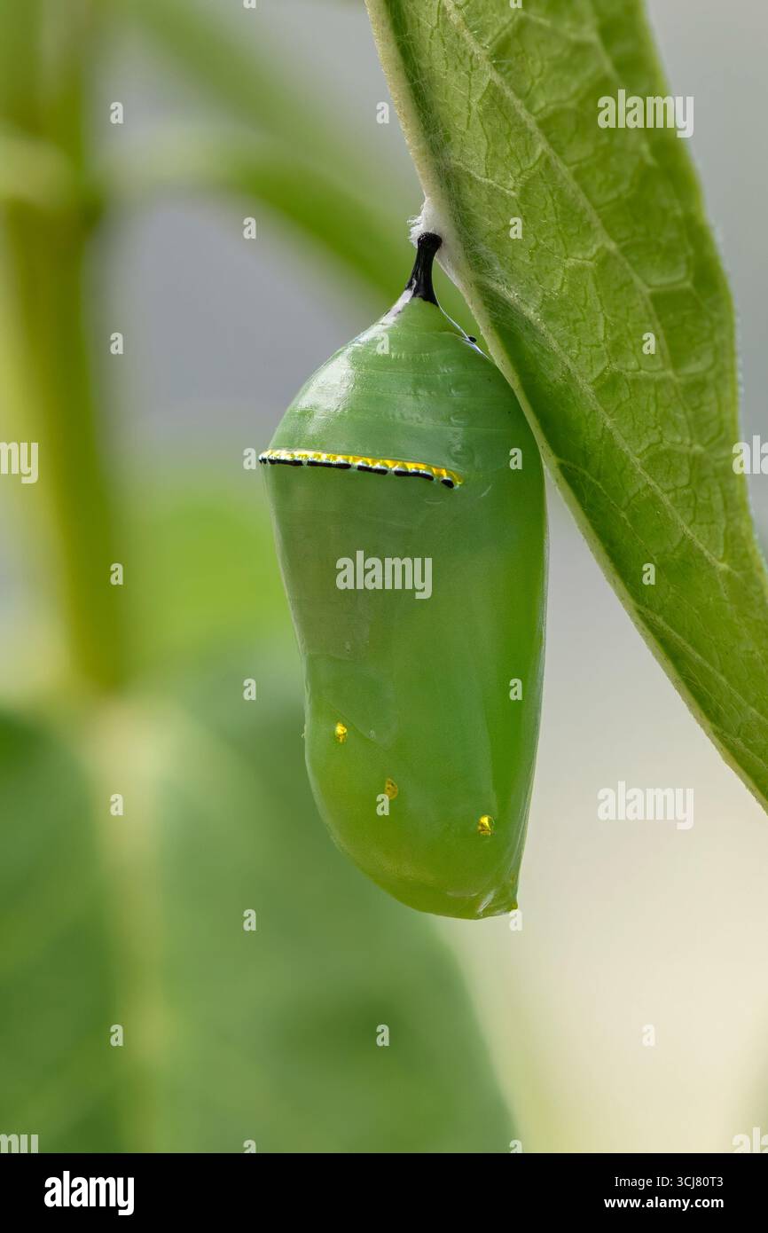 Macro of a monarch butterfly (danaus plexippus) hanging from a milkweed ...