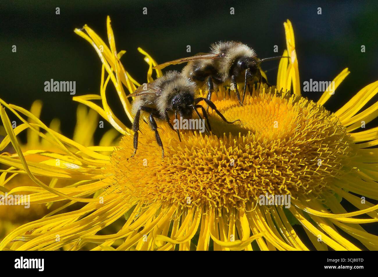 Long hairs on the lower parts of the middle legs hi-res stock ...