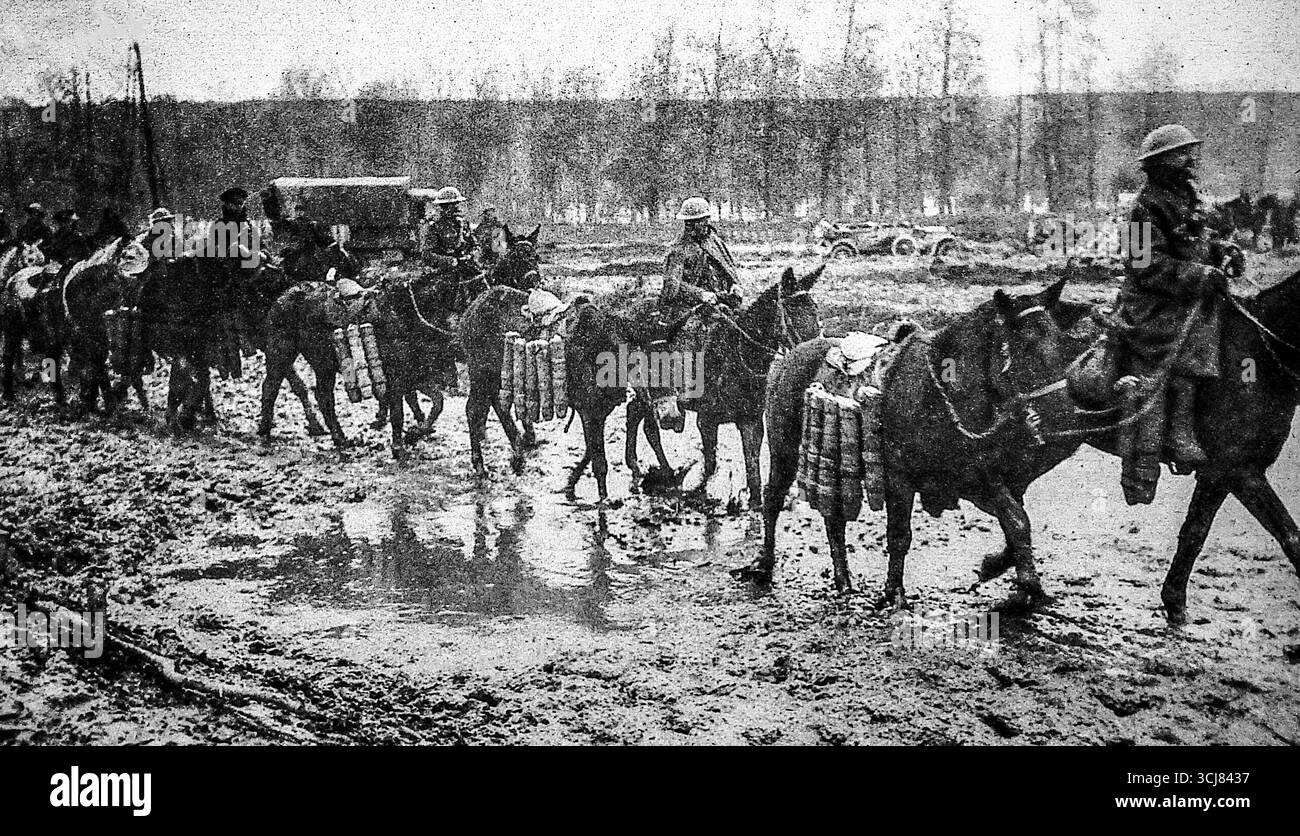 Wounded animals Black and White Stock Photos & Images - Alamy