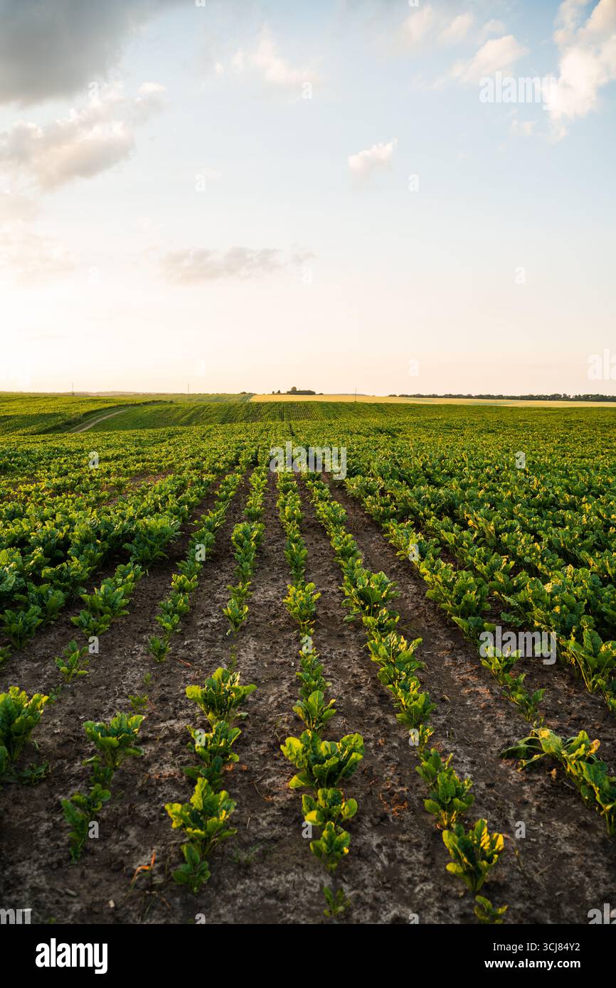 Sugar beet plants growing in rows Stock Photo - Alamy