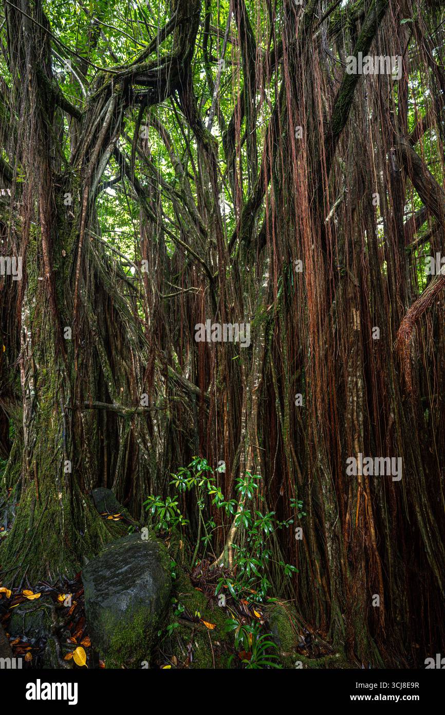 Trees in Akaka Falls State Park on Big Island, HI Stock Photo - Alamy