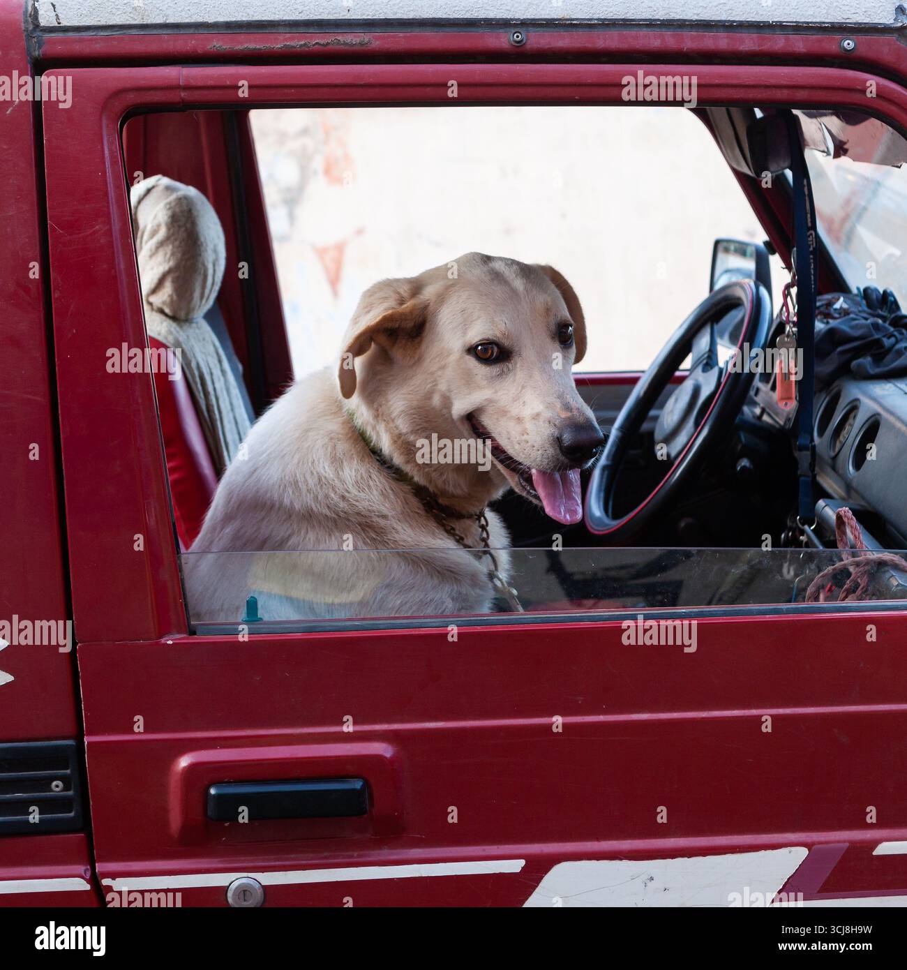 White dog sitting on the front passenger seat in a car Stock Photo - Alamy