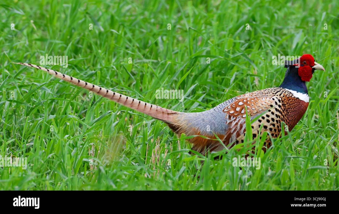 Ring necked pheasant roosters hi-res stock photography and images - Alamy