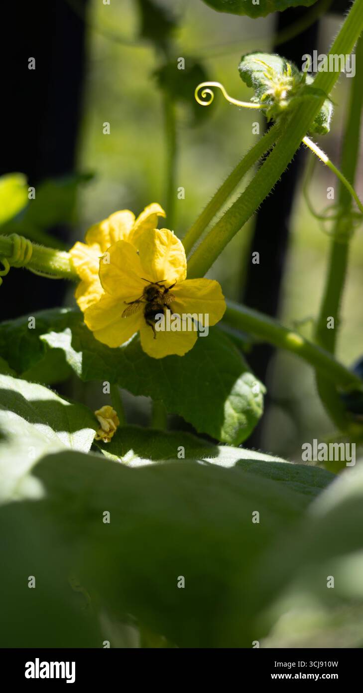 Bee busily pollinating vibrant hi-res stock photography and images - Alamy