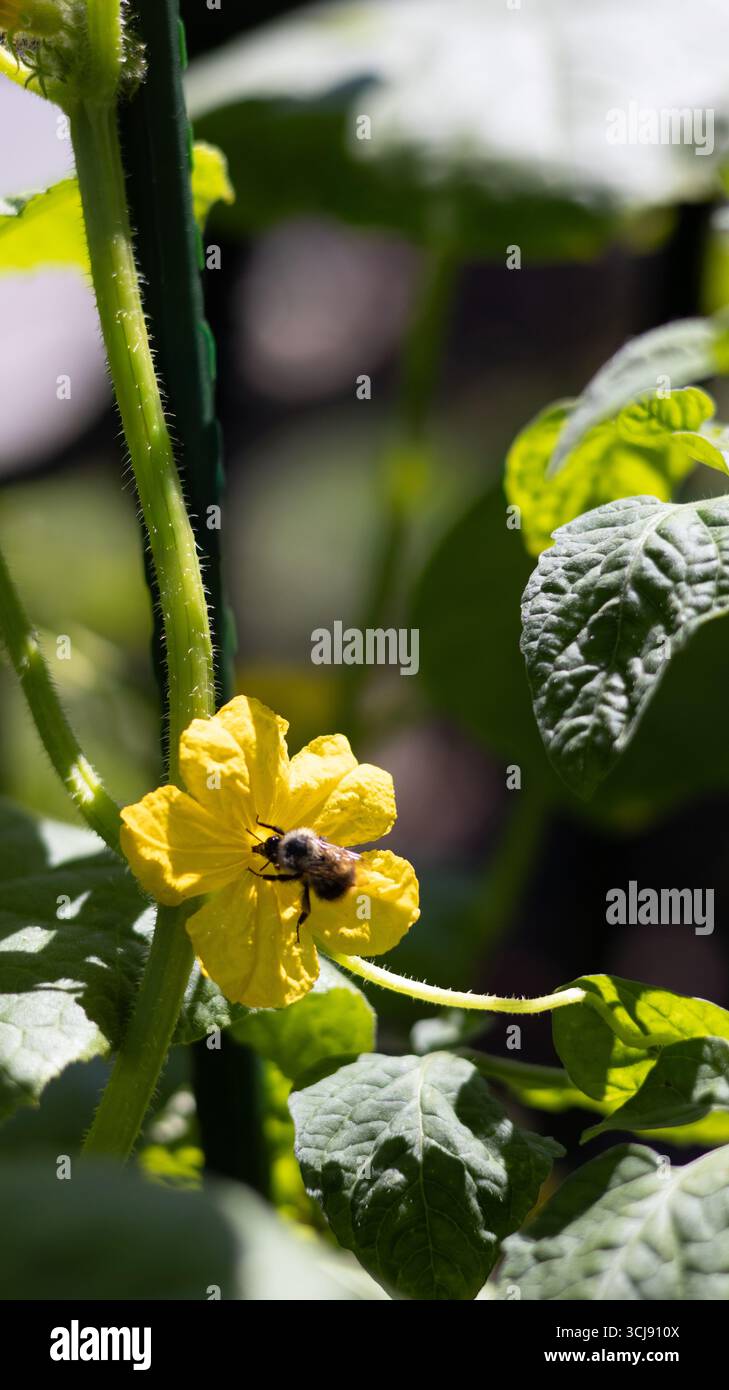 Bee busily pollinating vibrant hi-res stock photography and images - Alamy