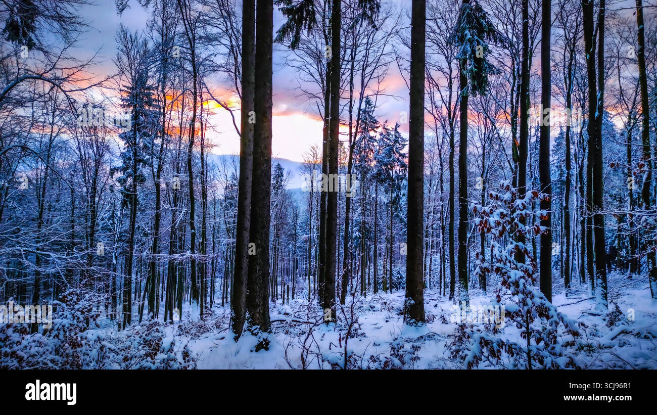 View snowy forest trees Stock Vector Images - Alamy