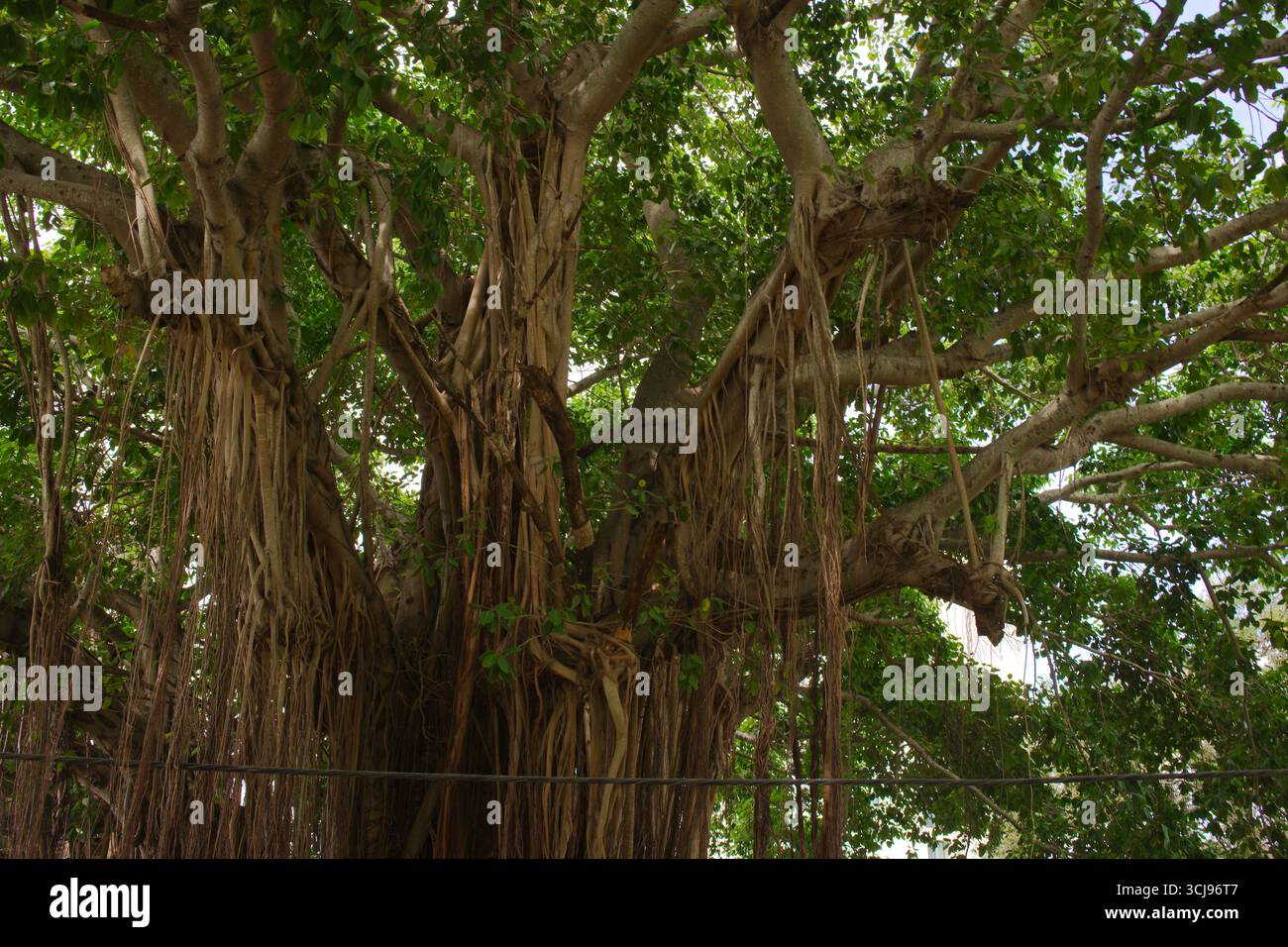 Close Up of a large banyan tree trunk With Textured and Tangled Bark ...