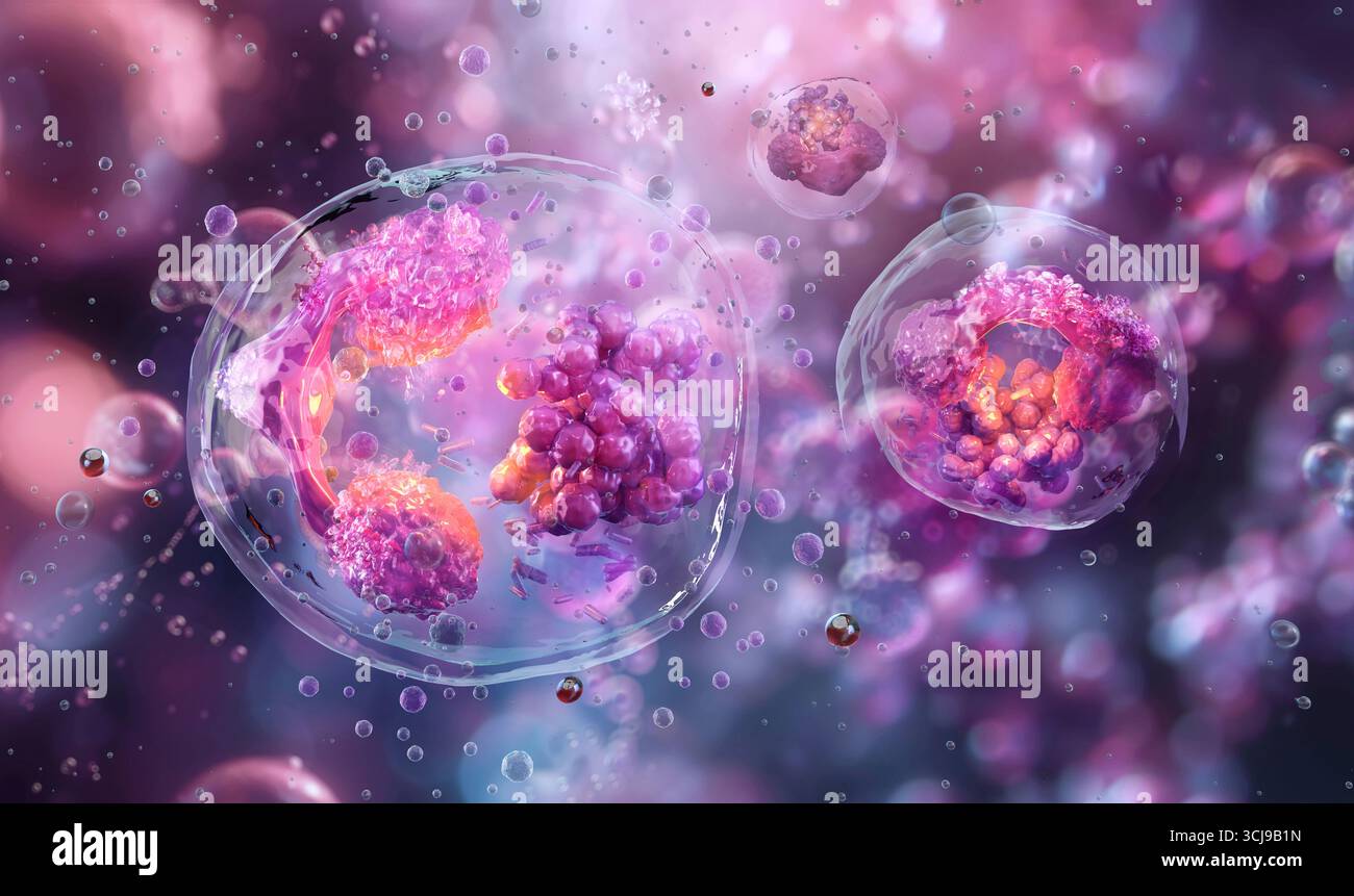Anaplasma bacteria, illustration. This tick-borne bacterium are known ...