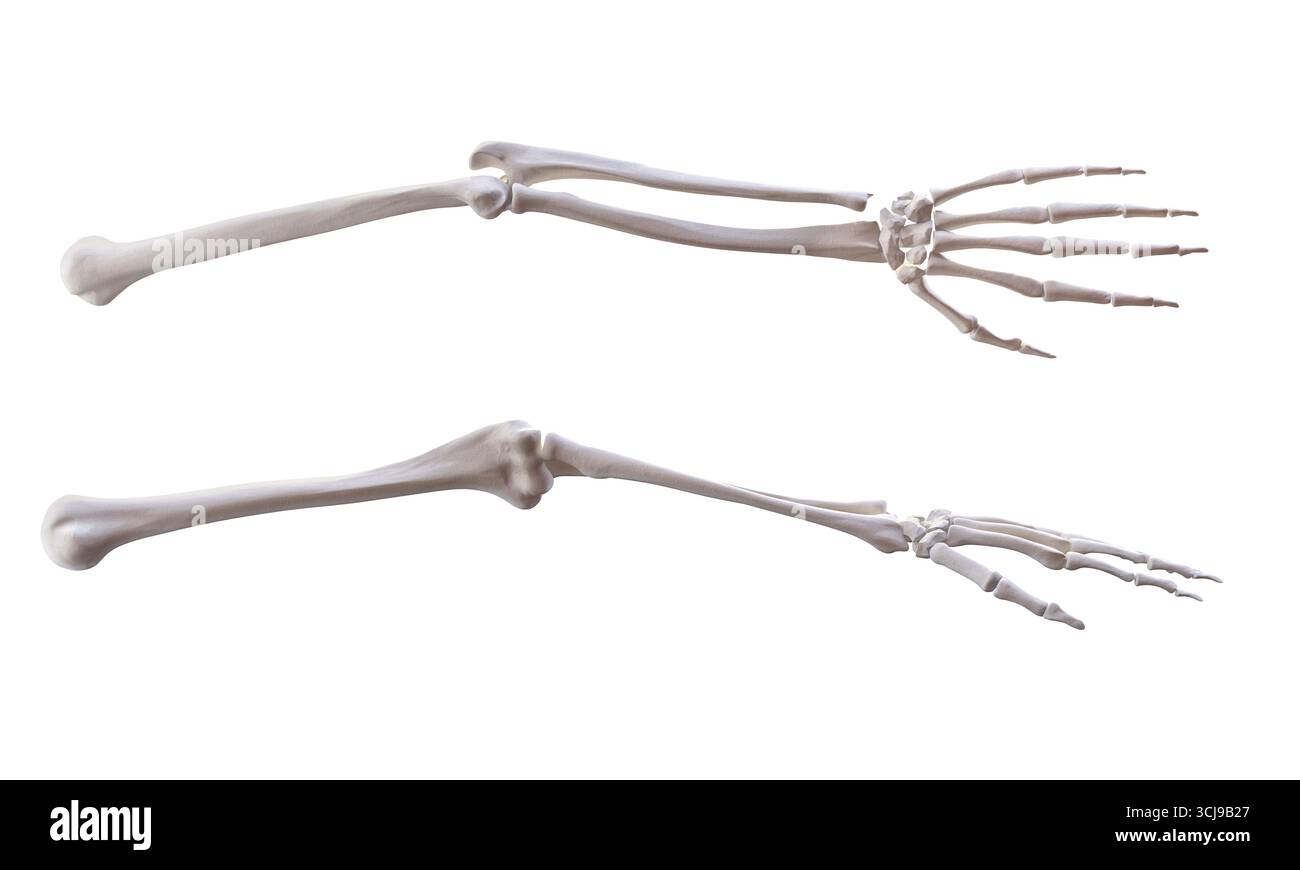 Ulna bone anatomy hi-res stock photography and images - Alamy