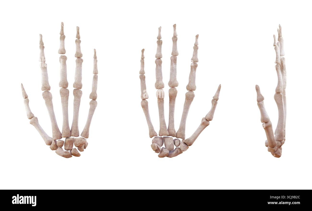 Finger joint anatomy Cut Out Stock Images & Pictures - Alamy