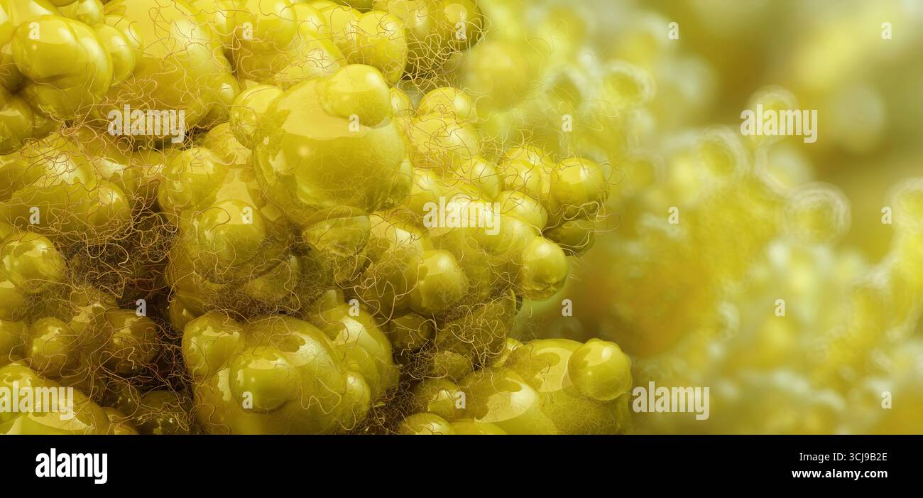 Illustration of fat cells (adipocytes) surrounded by fine strands of ...