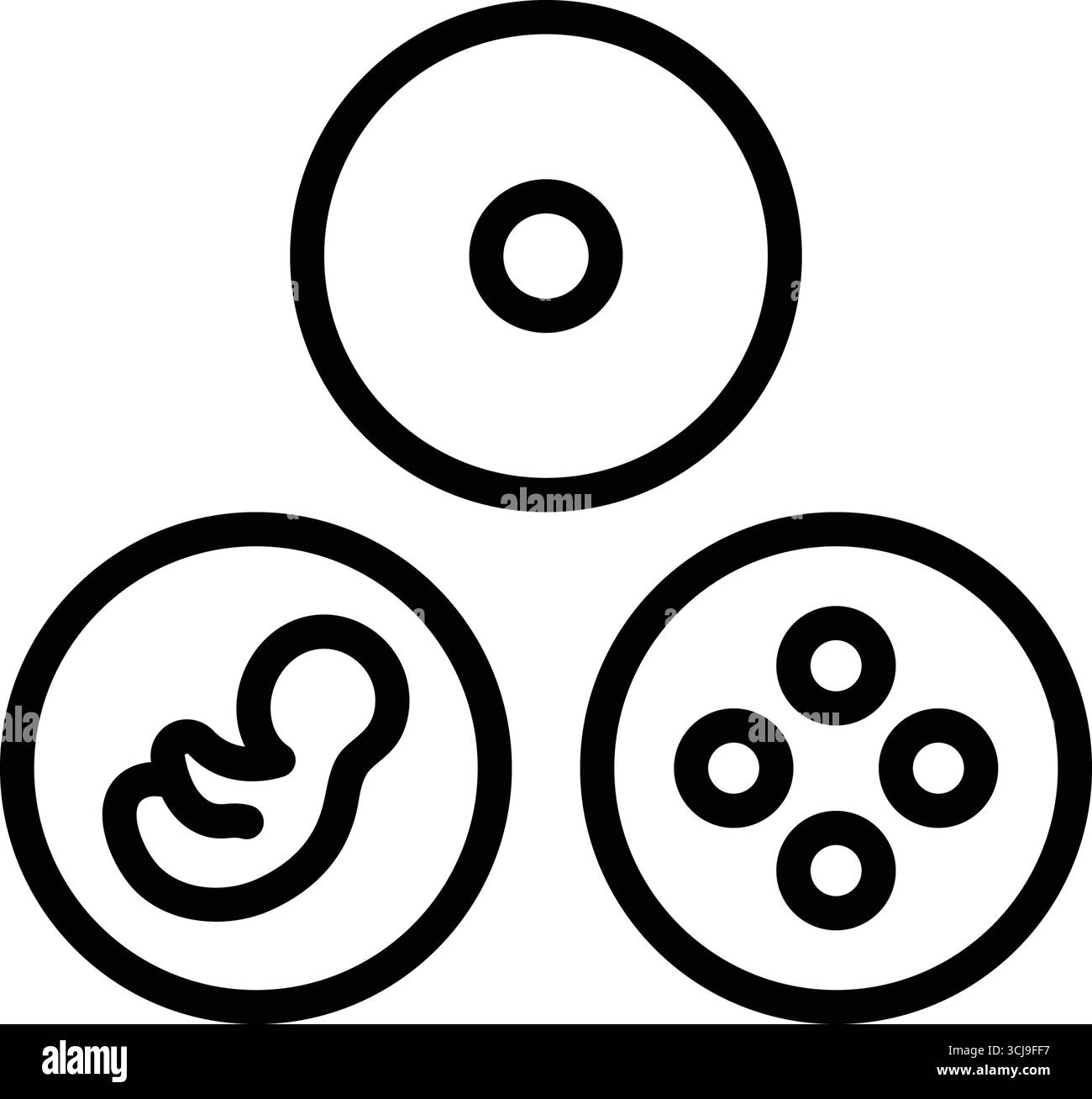 Embryonic vector vectors hi-res stock photography and images - Alamy