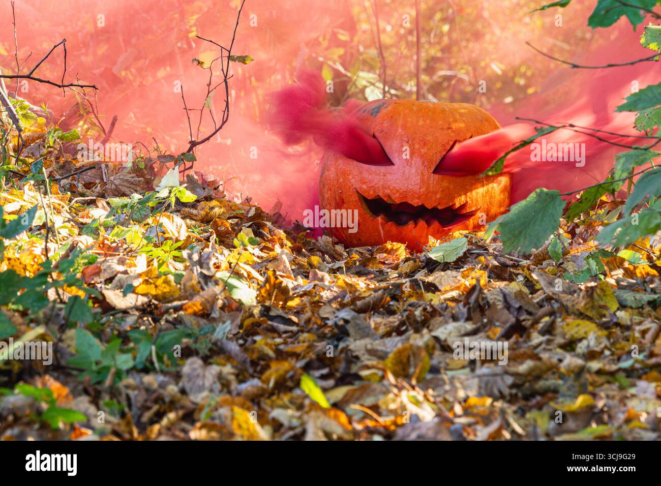 A carved pumpkin with menacing features sits amidst fallen leaves in a ...