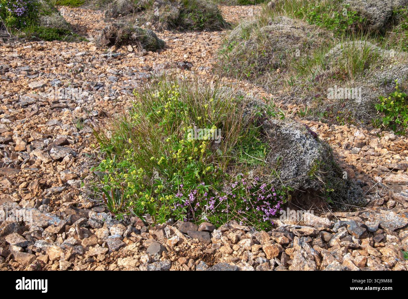 East Iceland, Alchemilla alpina and thymus praecox growing over rock ...