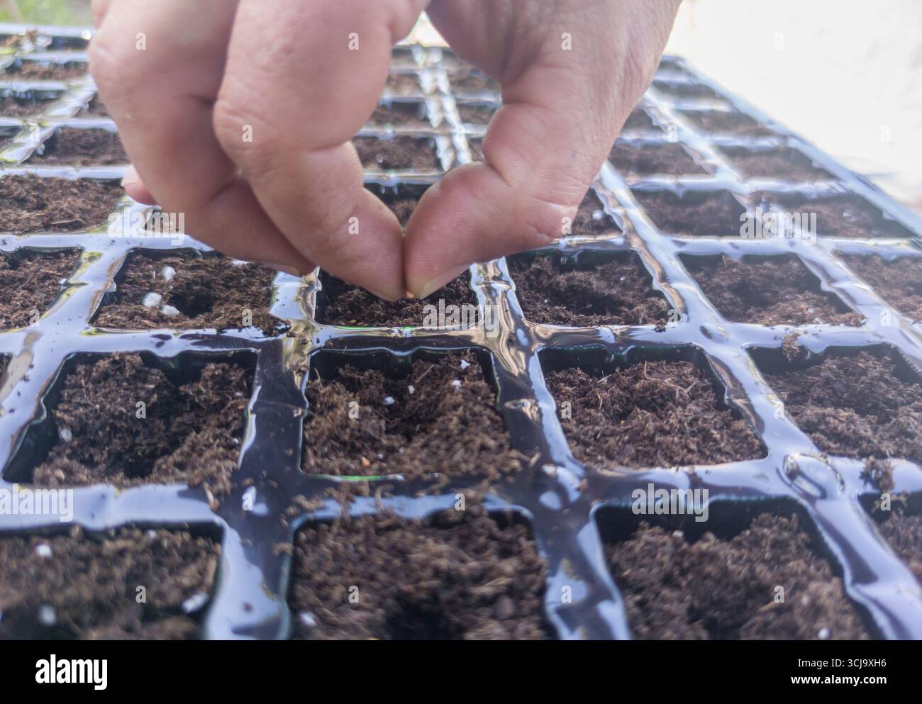 Springtime propagation gardening tasks. Seed distribution Stock Photo ...