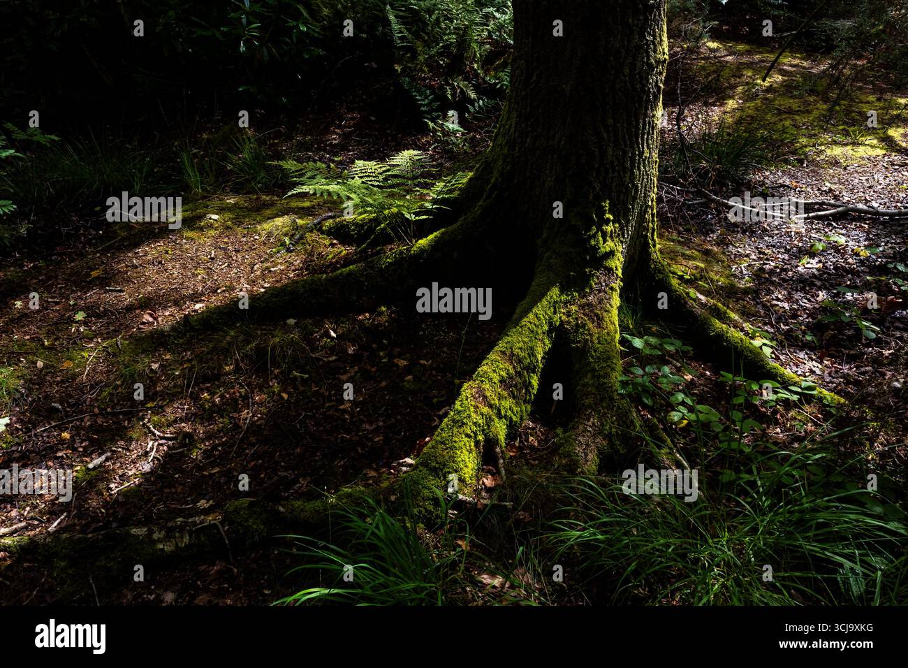 Woodland floor moss covered hi-res stock photography and images - Alamy
