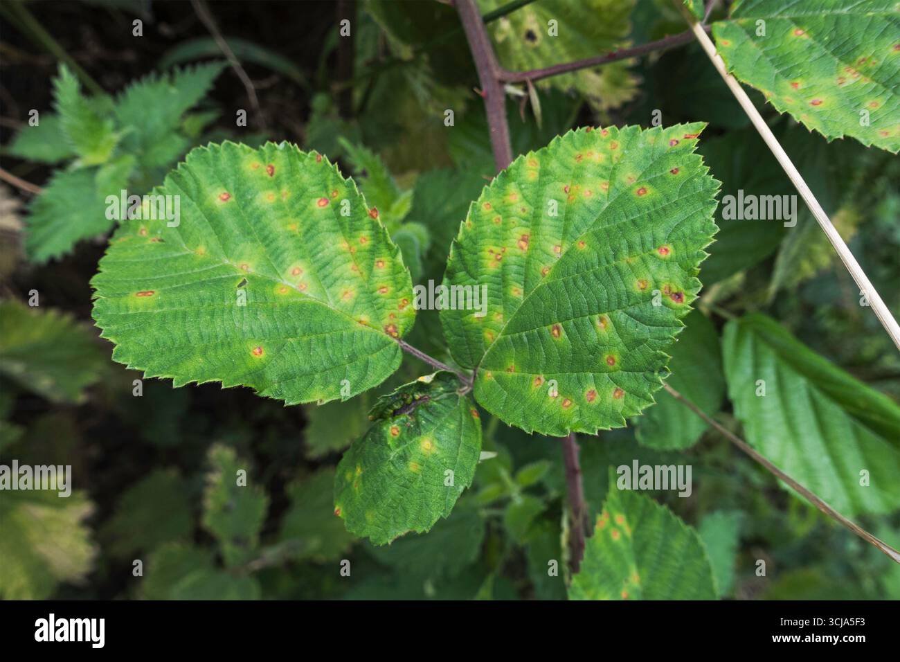 The Phragmidium violaceum or rebus rust fungus on plant leaves, UK ...