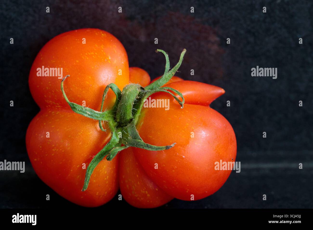 Tomato home grown large misshapen tomato with multiple semi segments ...